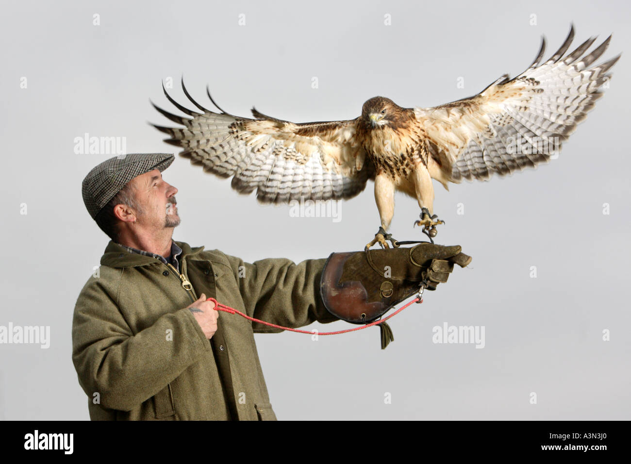 A falconer flies his red tailed hawk in the British countryside. A ...