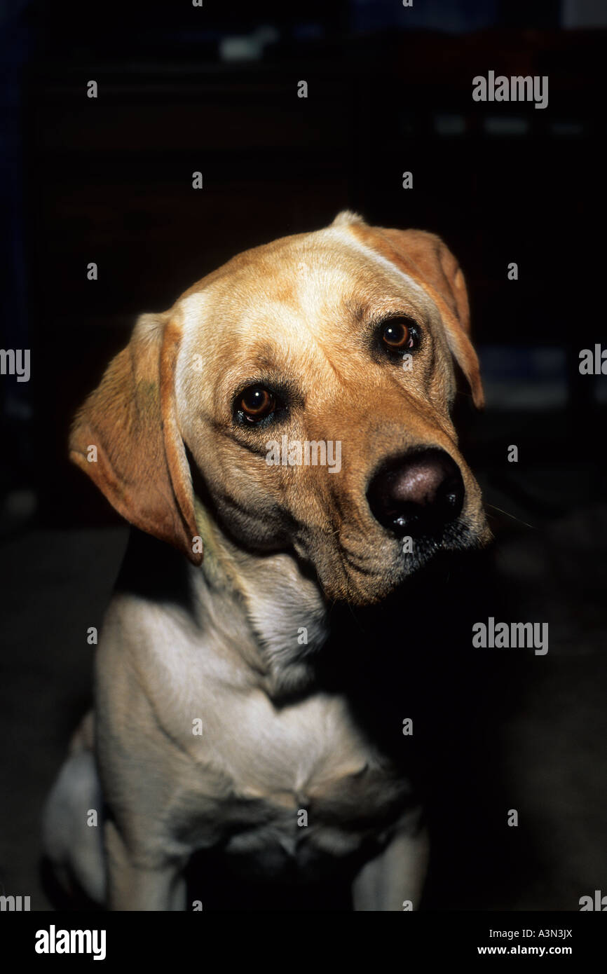 Yellow labrador begging Stock Photo - Alamy