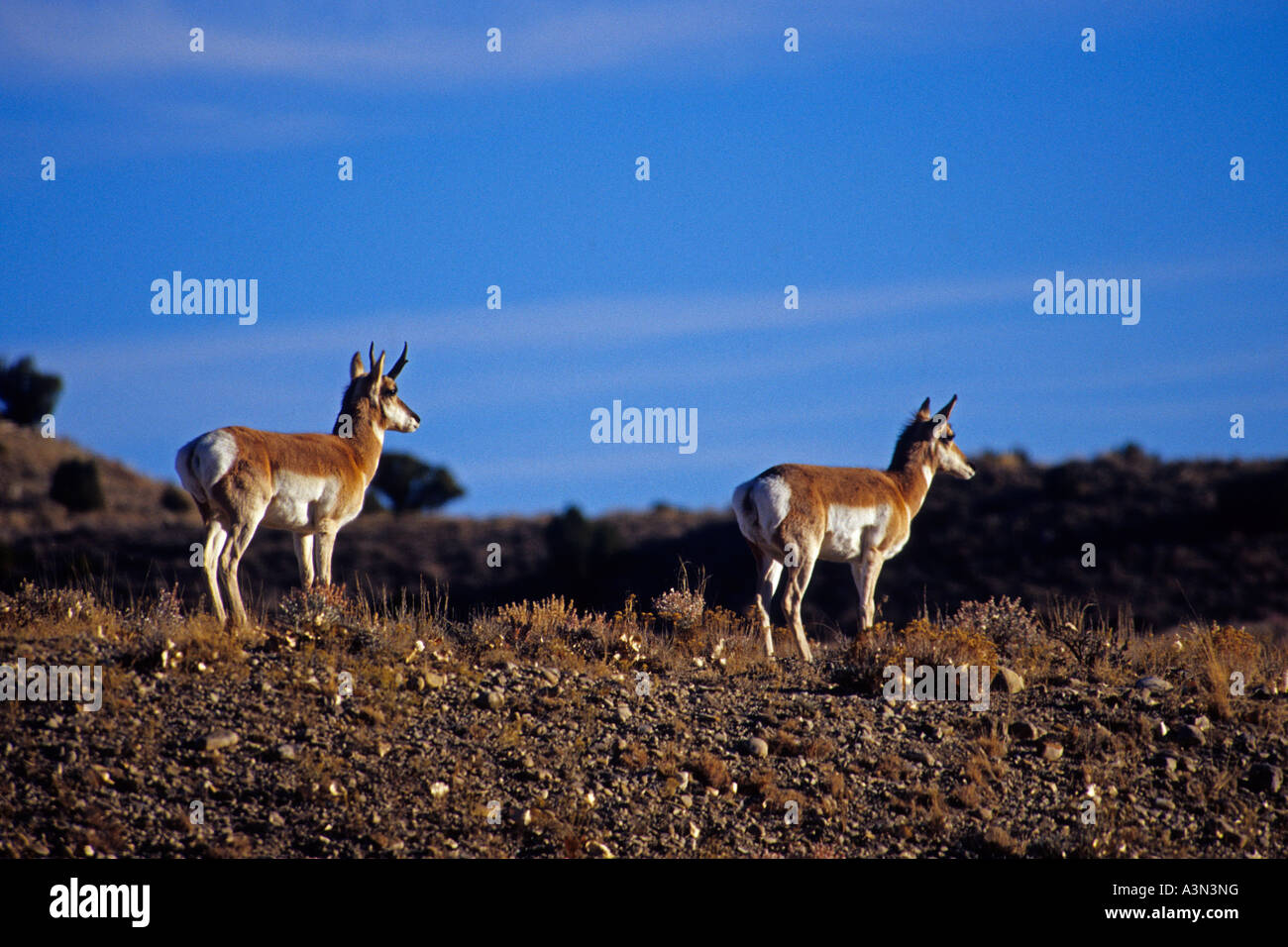 Pronghorn in central Utah Stock Photo - Alamy