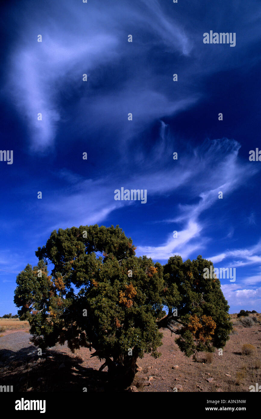 Desert Juniper tree, Canyonlands National Park, Utah Stock Photo - Alamy