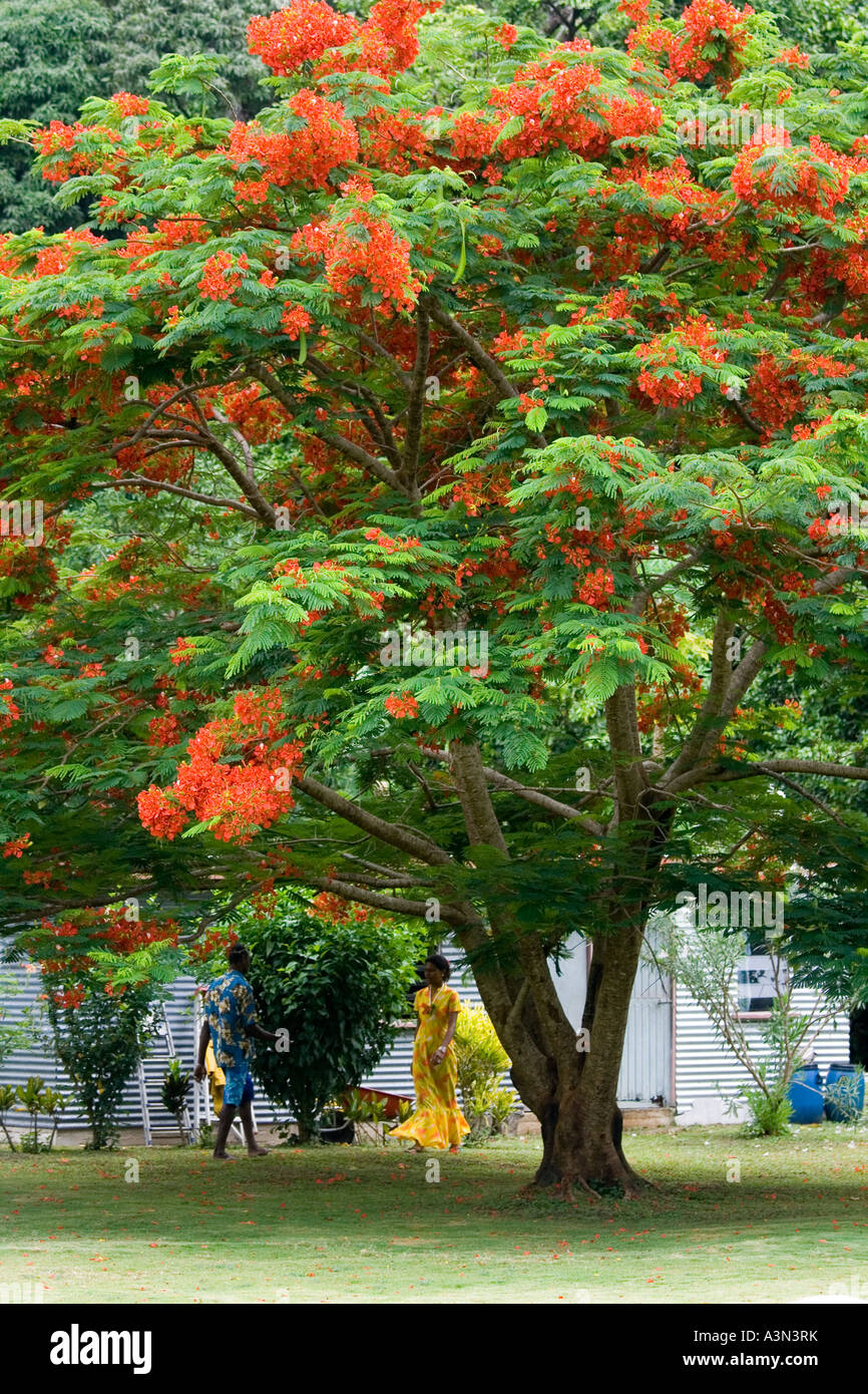 Poinciana fiji hi-res stock photography and images - Alamy