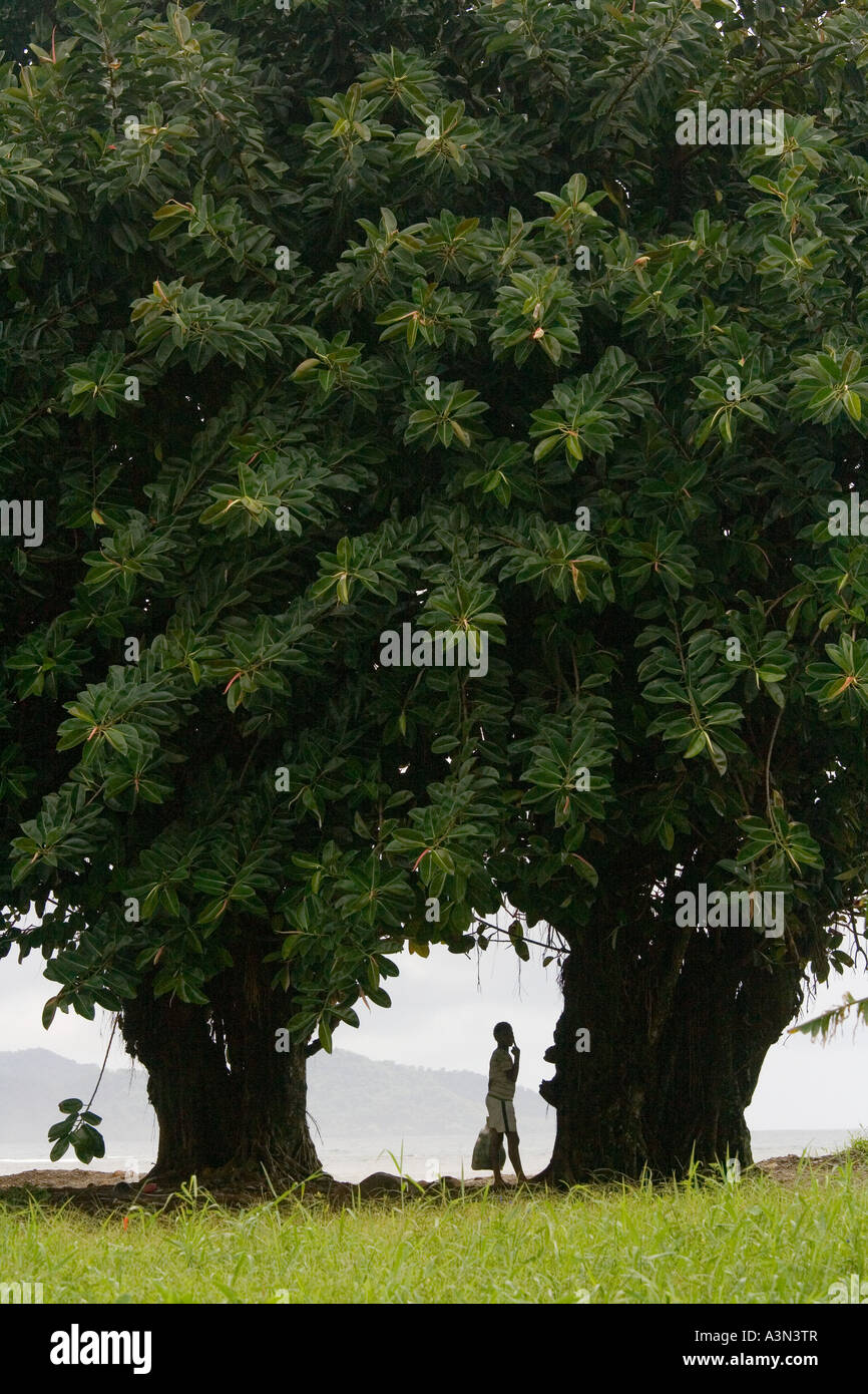 Island of Taveuni Fiji Melanesia South Pacific Stock Photo - Alamy