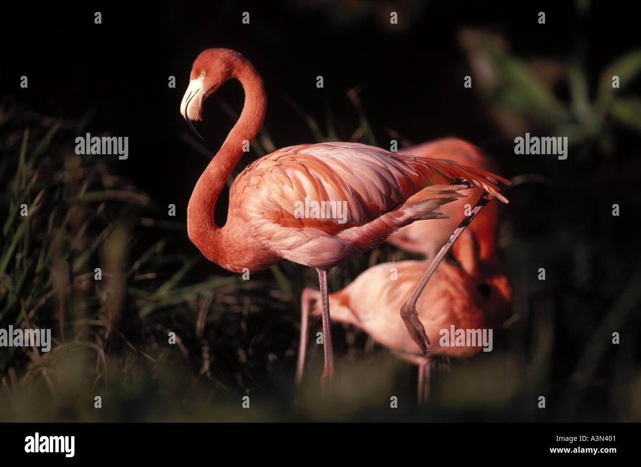 Two flamingos Stock Photo - Alamy
