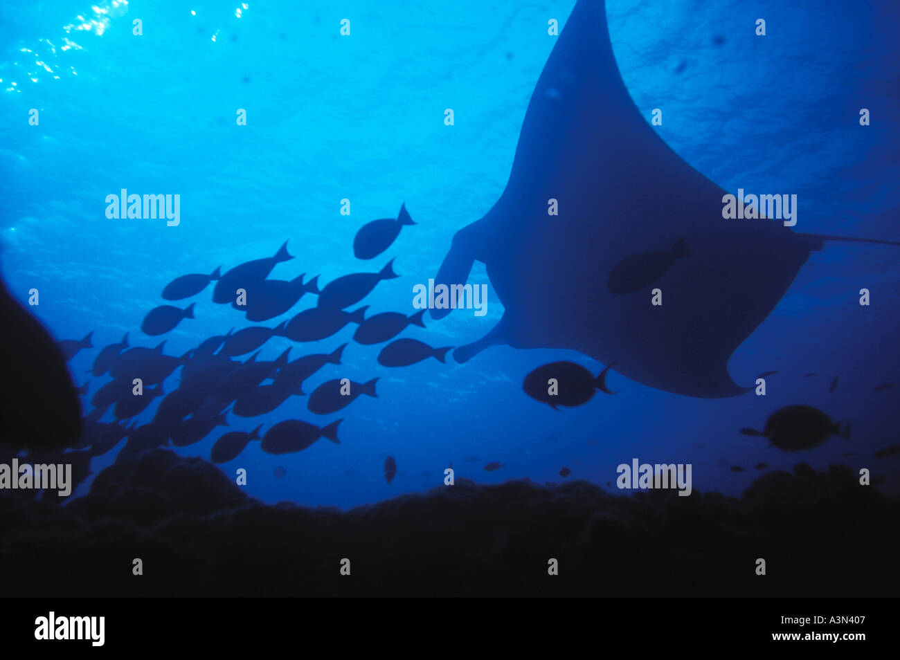Large Manta ray follows a school of fish in the Maldives Stock Photo ...
