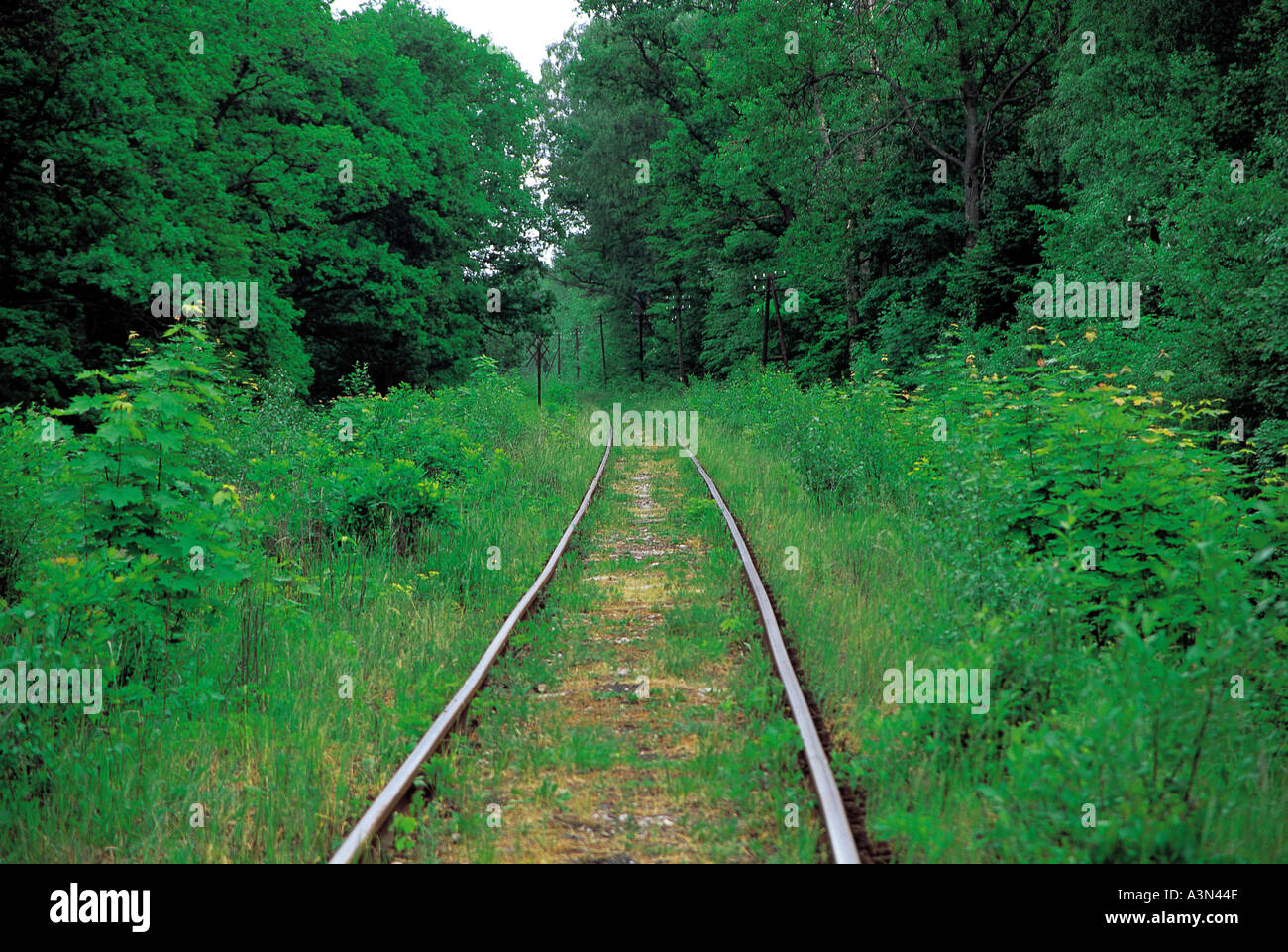 Trees traintracks forests hi-res stock photography and images - Alamy