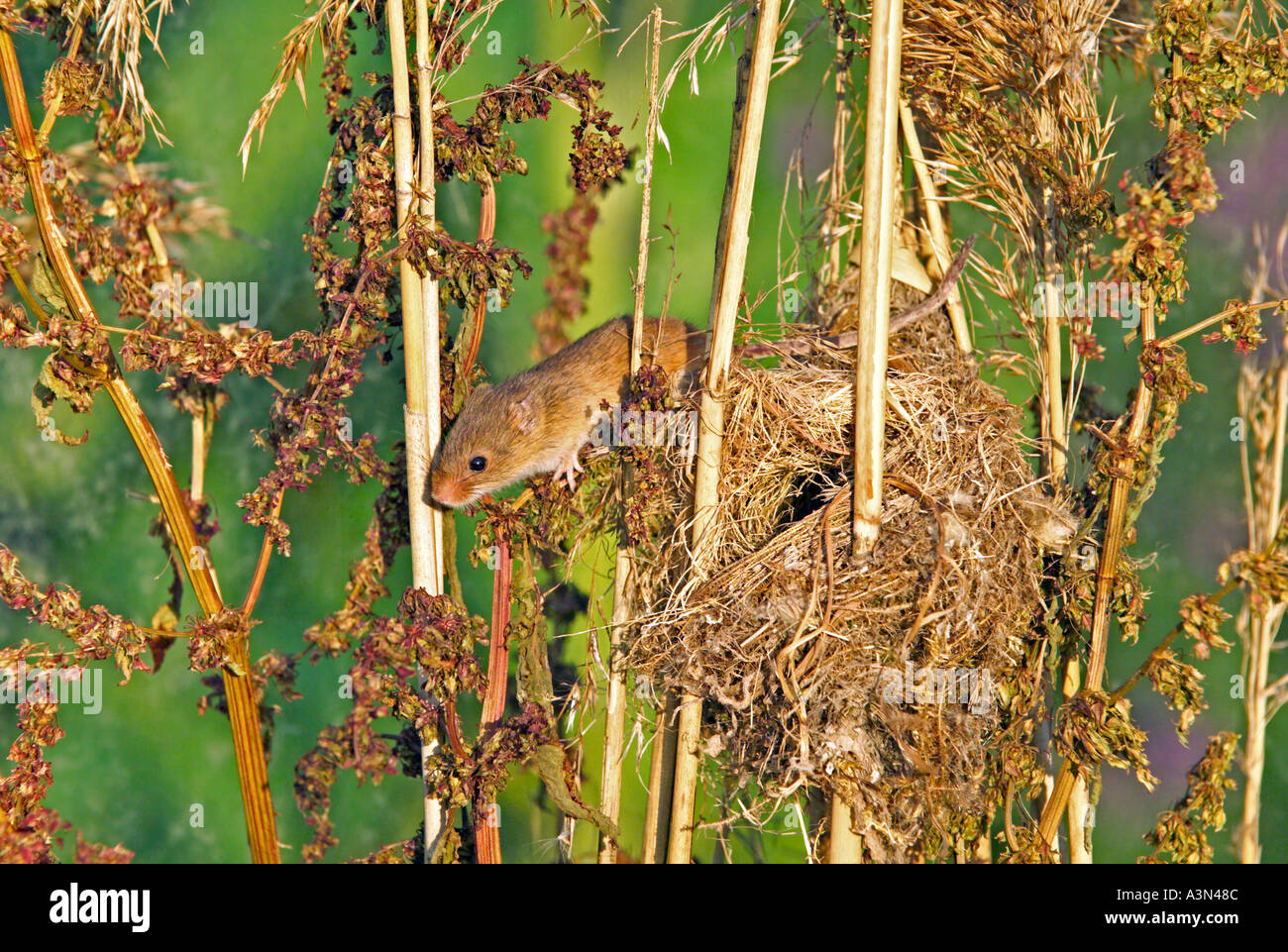 Harvest mouse nest uk hi-res stock photography and images - Alamy