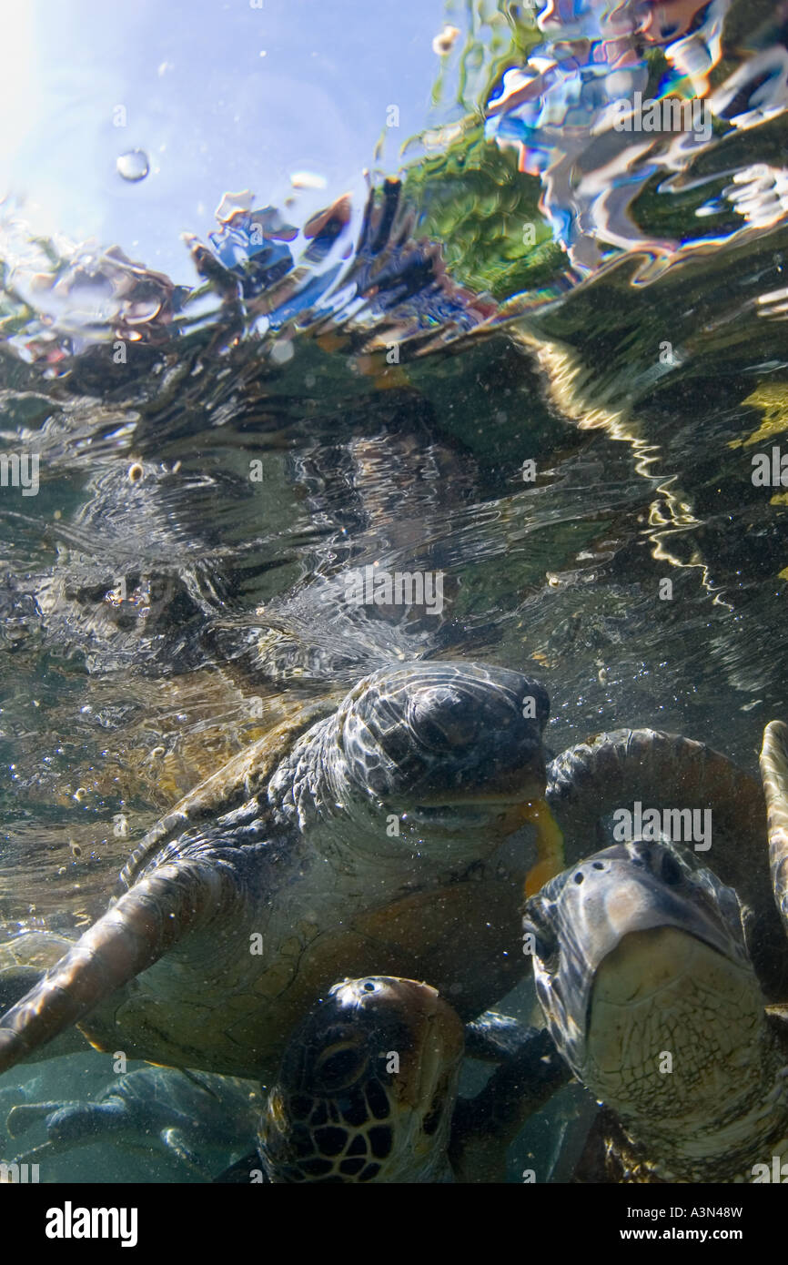 Samoa savaii turtle hi-res stock photography and images - Alamy