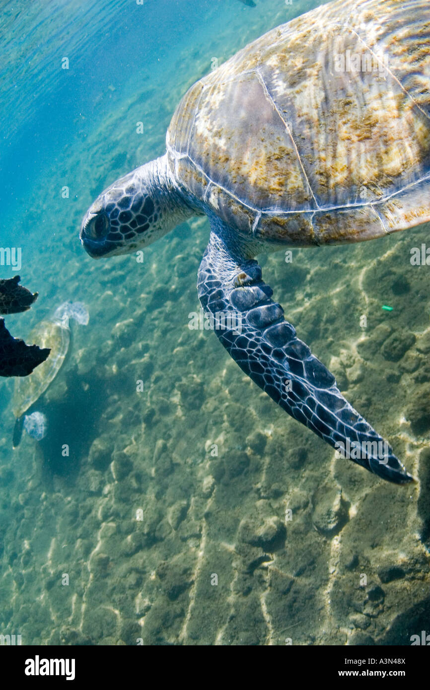 Samoa savaii turtle hi-res stock photography and images - Alamy
