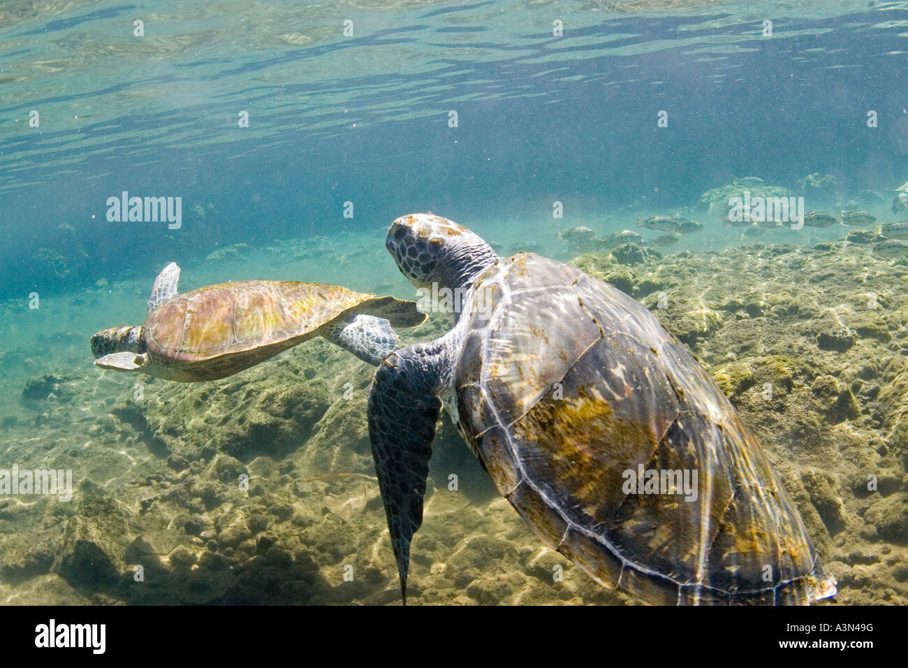 Samoa savaii turtle hi-res stock photography and images - Alamy
