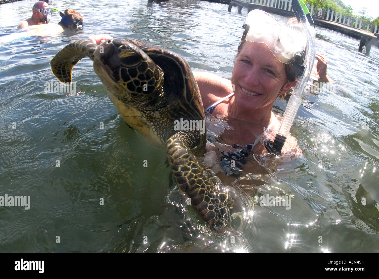 Swimming with the turtles at Satoalepai Savaii Western Samoa Stock ...