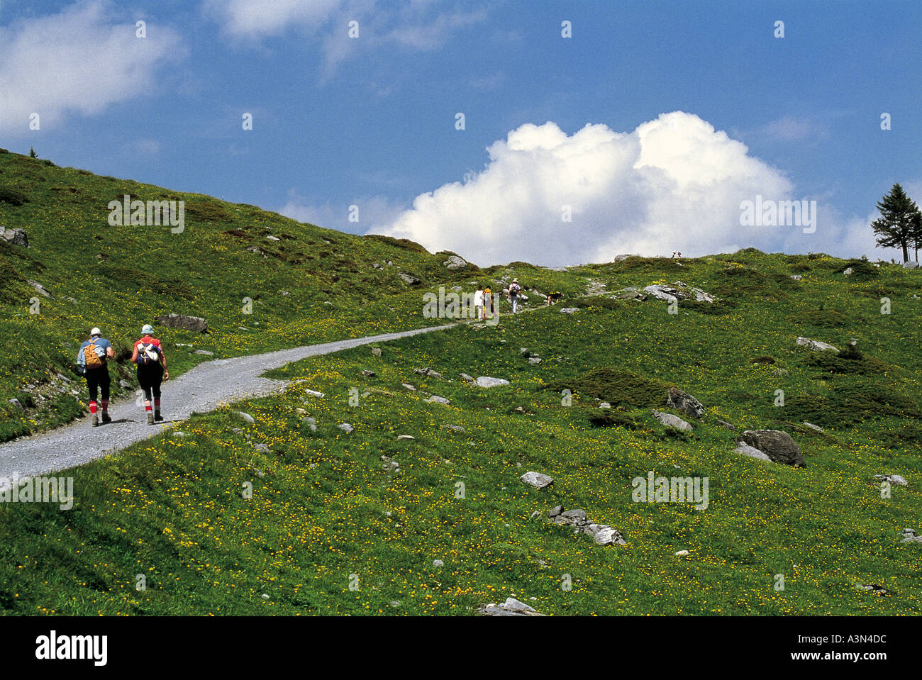 Nature Sport Path Sky Flowers Outdoor Leisure Clouds Fields Hiking ...