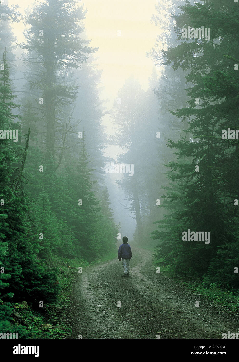 Nature Path Trees Forests Stock Photo - Alamy