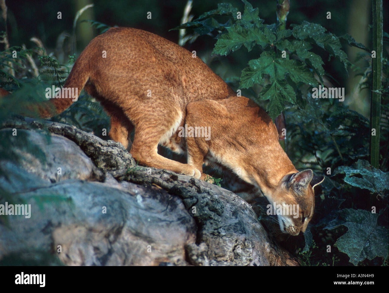 African Golden Cat Kittens
