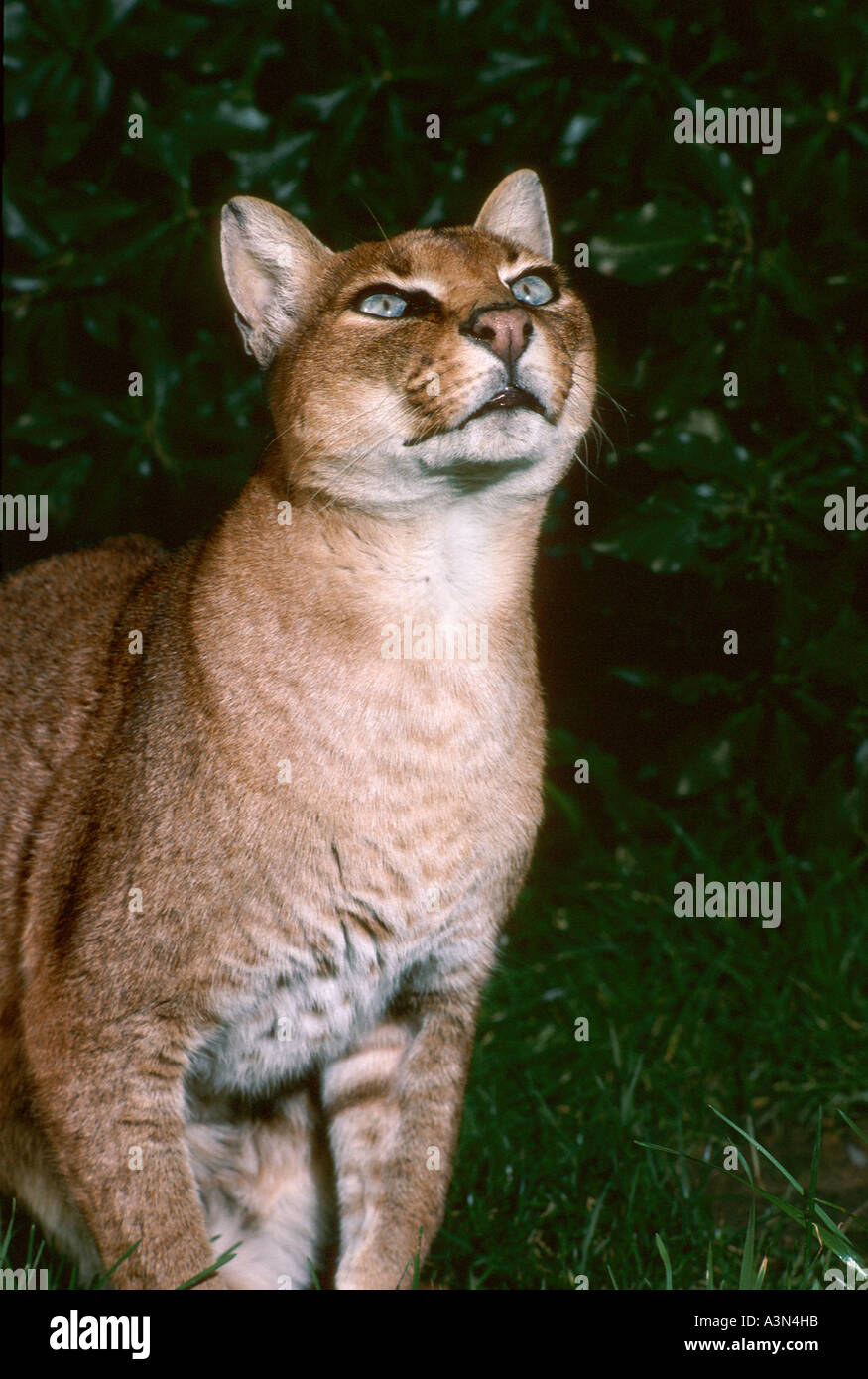 Female African golden cat (Caracal aurata), W and central Africa. West ...