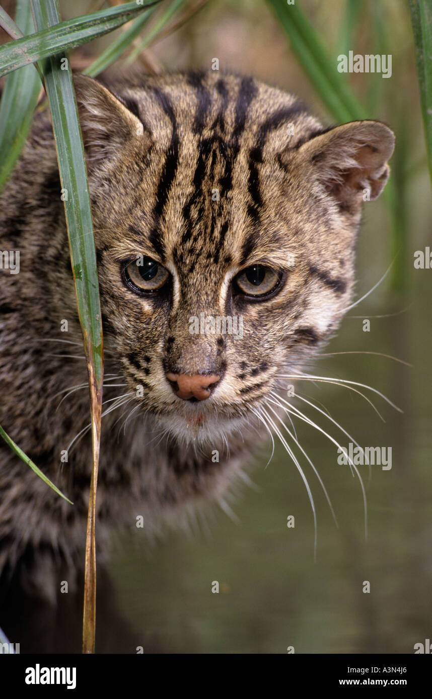Fishing cat ( Prionailurus viverrinus), Captive, Port Lympne Wild ...