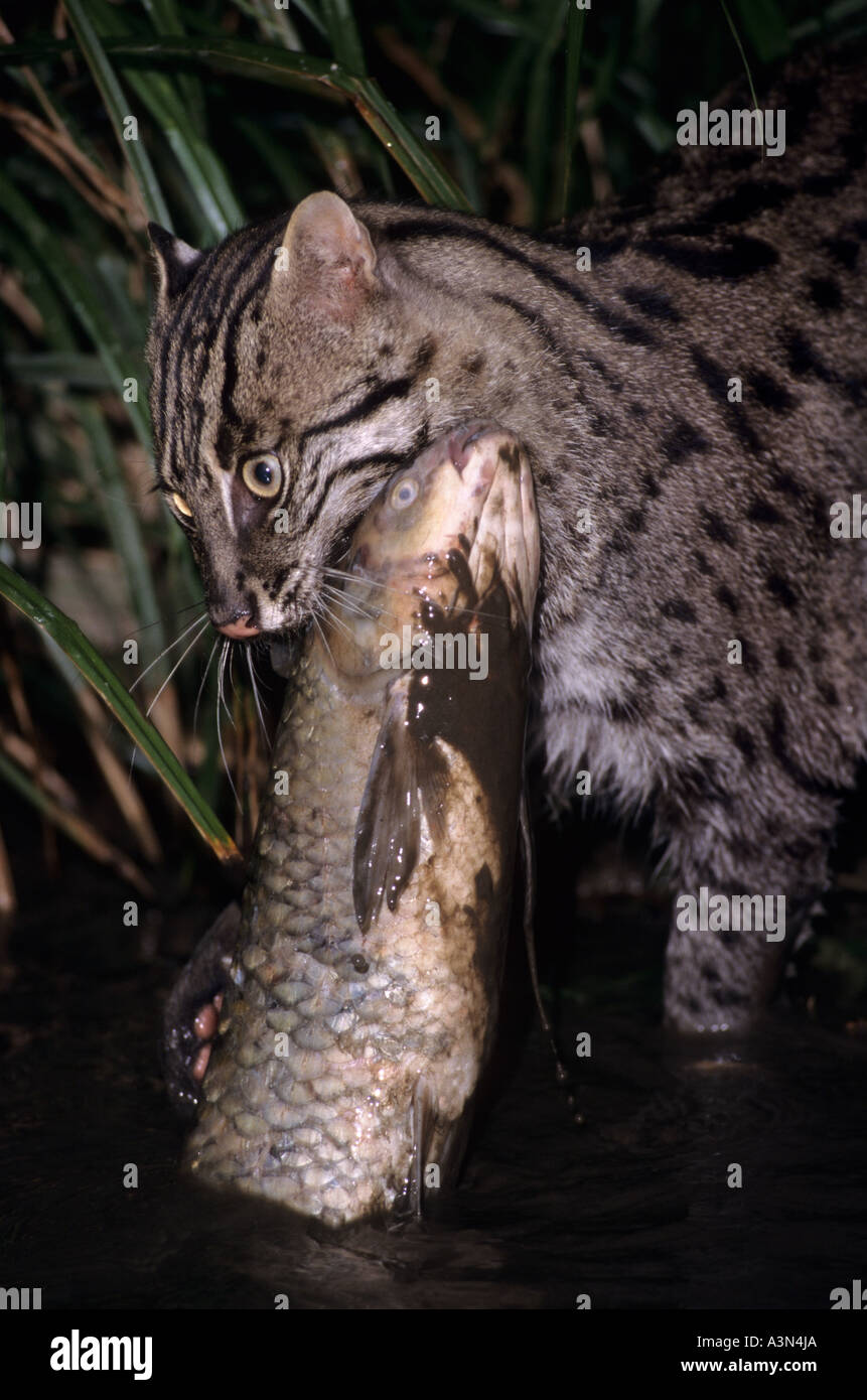 Fishing Cat Prionailurus Viverrinus Stock Photos & Fishing Cat ...