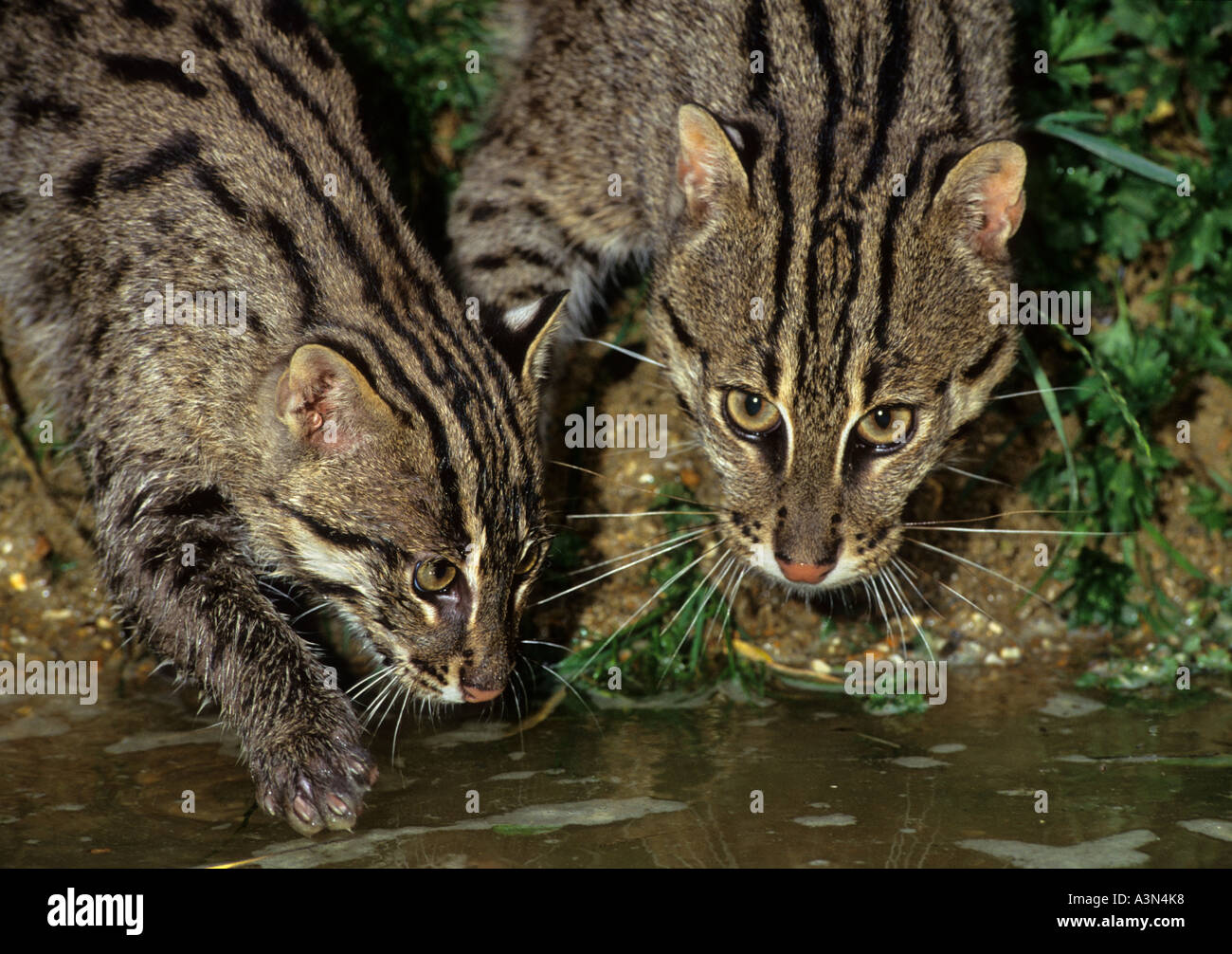 Fishing cat ( Prionailurus viverrinus), Captive, Port Lympne Wild ...