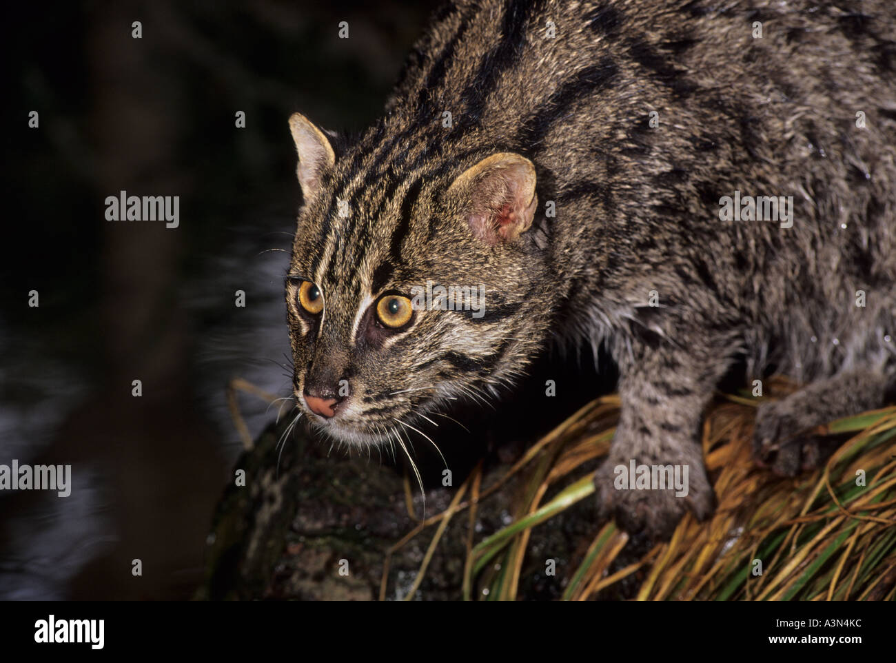 Prionailurus Viverrinus Stock Photos & Prionailurus Viverrinus Stock ...