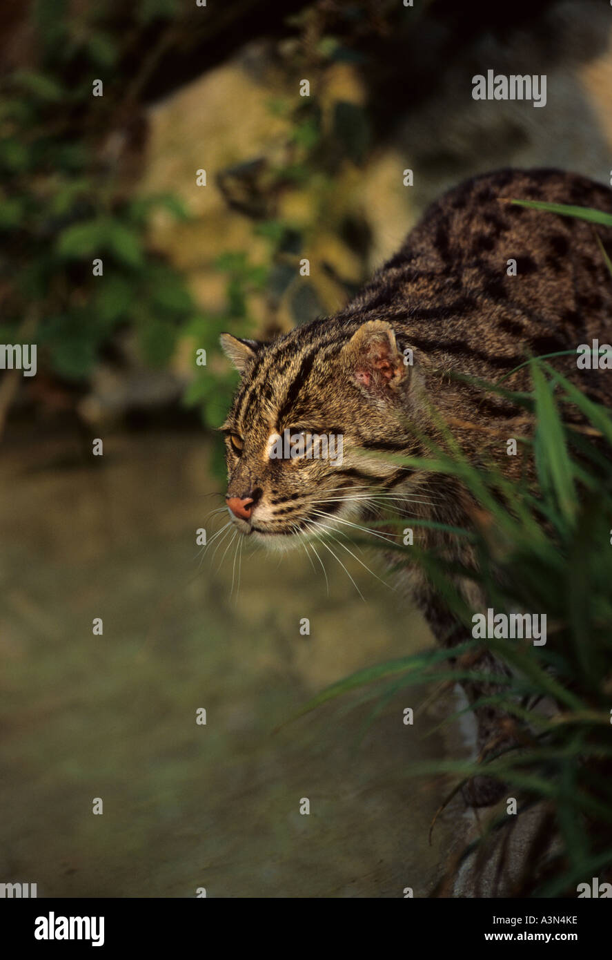 Fishing cat ( Prionailurus viverrinus), Captive, Port Lympne Wild ...