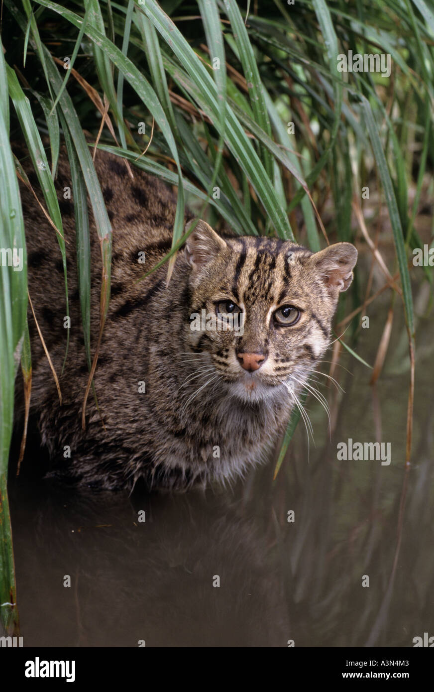 Fishing cat ( Prionailurus viverrinus), Captive, Port Lympne Wild ...