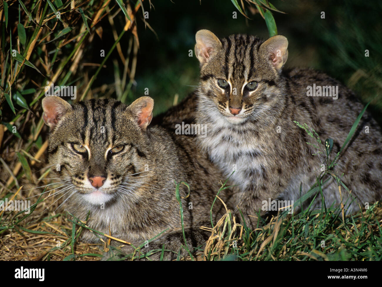 Fishing cat ( Prionailurus viverrinus), Captive, Port Lympne Wild ...