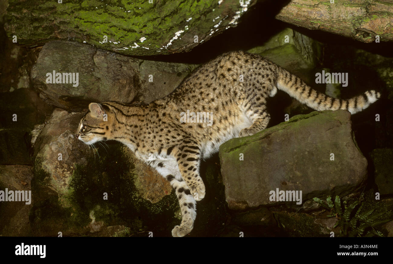 Geoffroy’s cat hi-res stock photography and images - Alamy