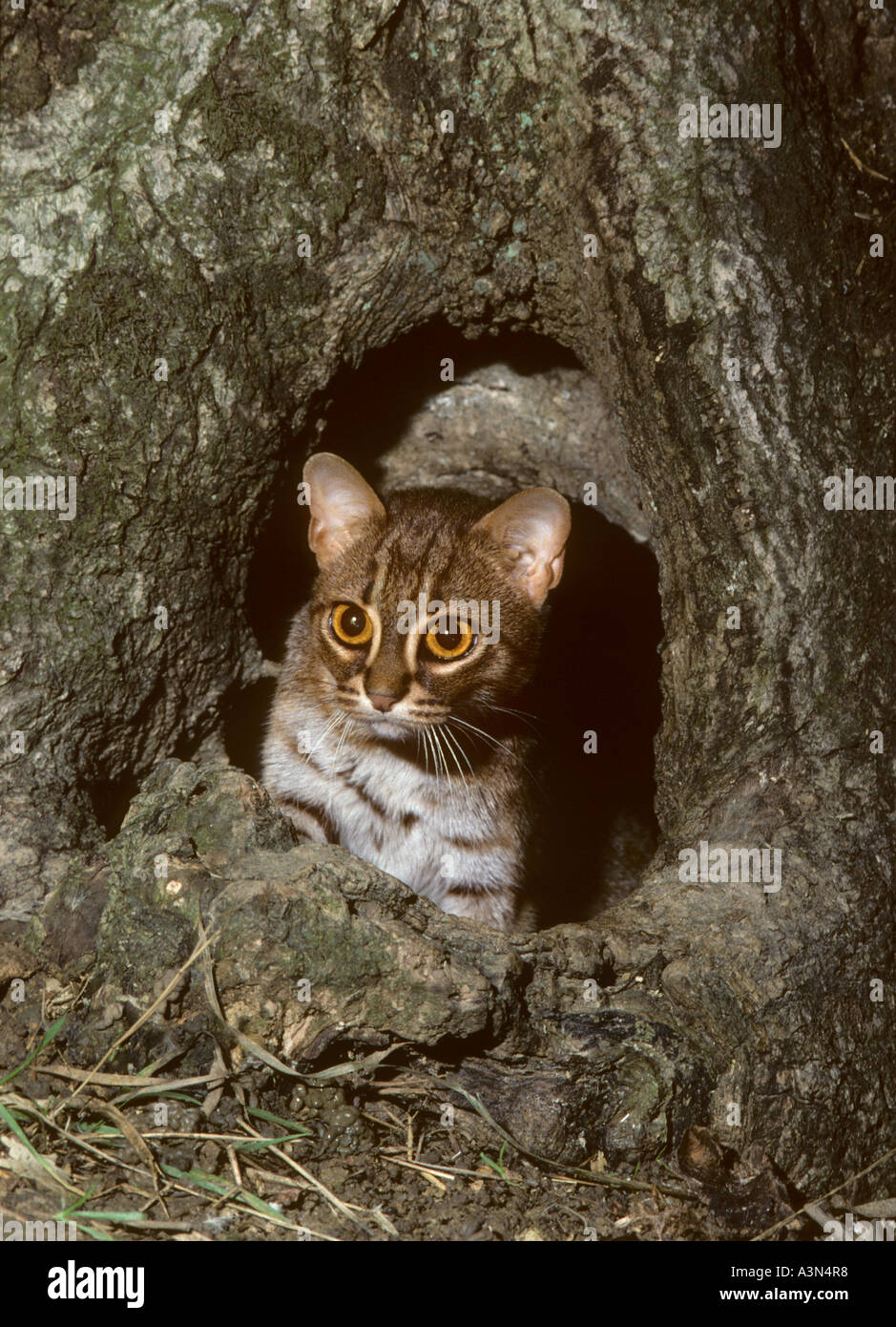Sri lankan rusty spotted cat hi-res stock photography and images - Alamy