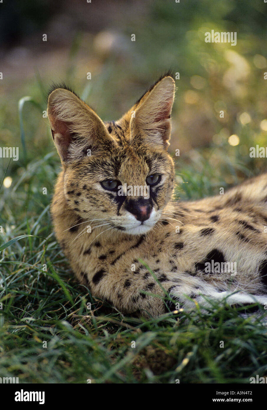 Serval snarling hi-res stock photography and images - Alamy