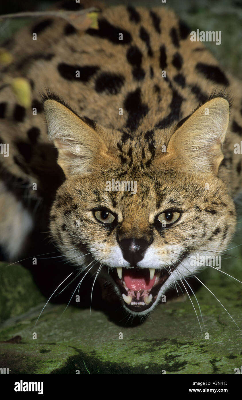 Serval snarling hi-res stock photography and images - Alamy
