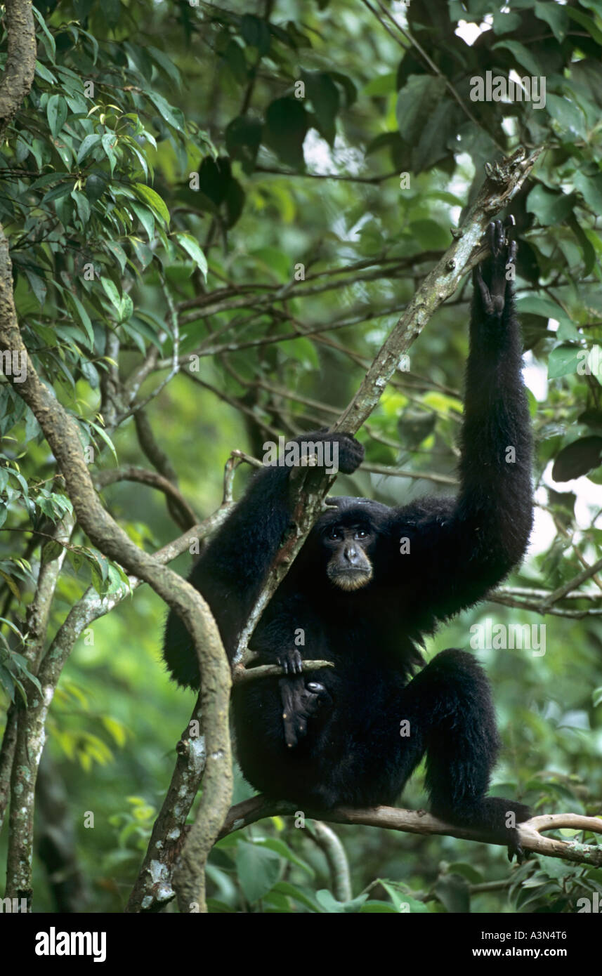 Siamang (Symphalangus syndactylus), Malaysia ,Sumatra. Captive ...