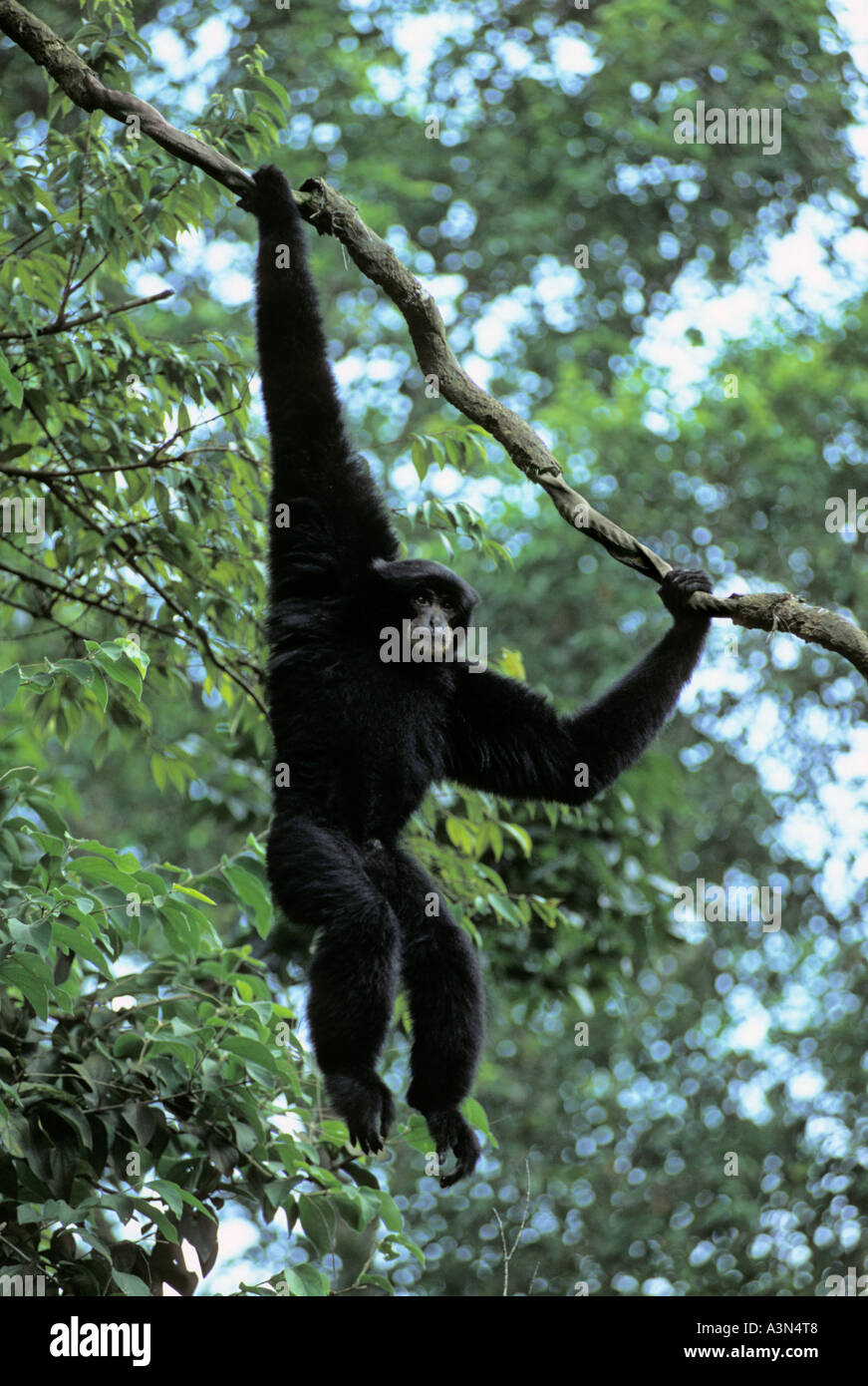 Siamang (Symphalangus syndactylus), Malaysia ,Sumatra. Captive ...