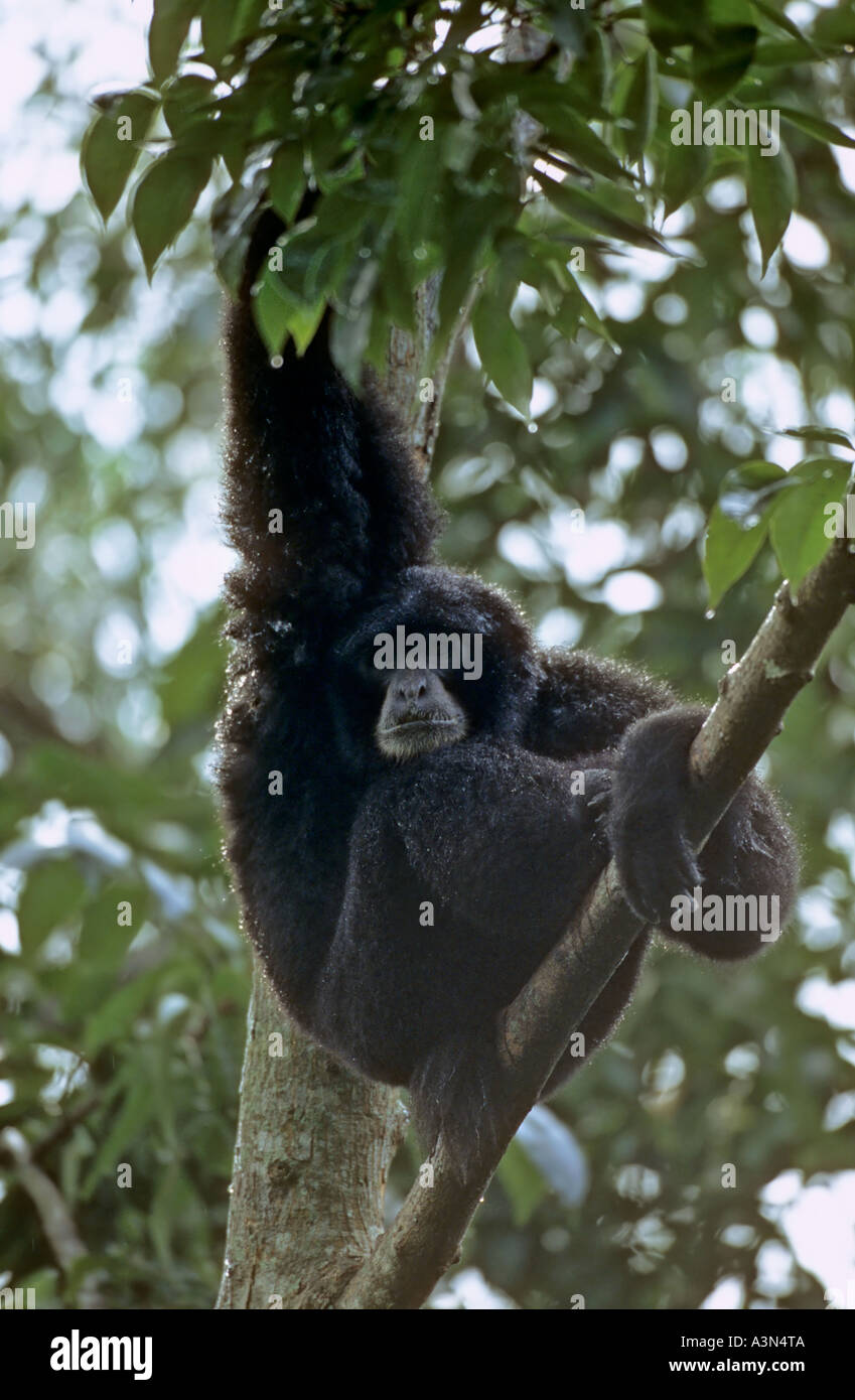 Siamang (Symphalangus syndactylus), Malaysia ,Sumatra. Captive ...