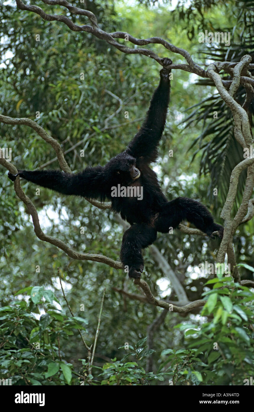 Siamang (Symphalangus syndactylus), Malaysia ,Sumatra. Captive ...