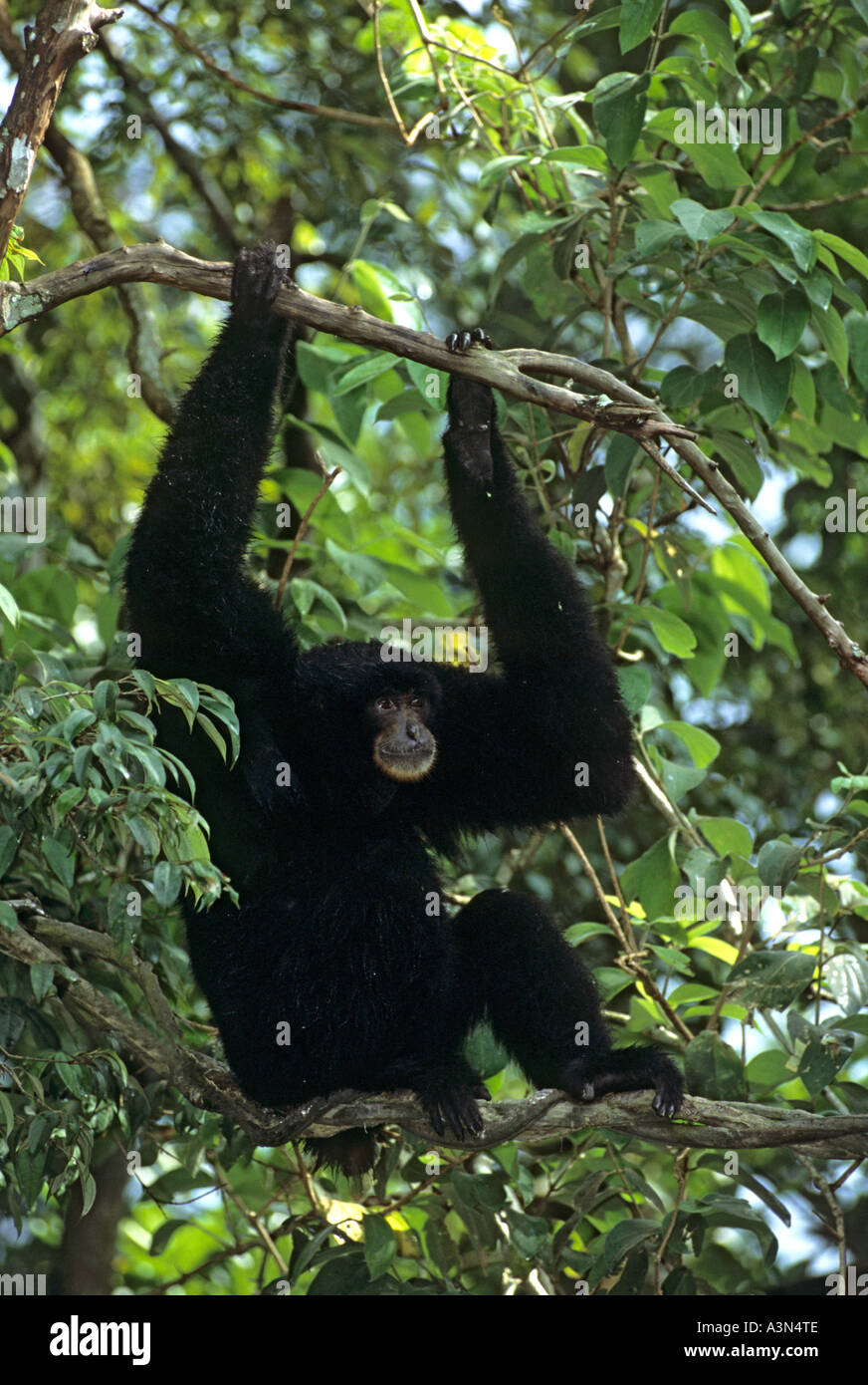 Siamang (Symphalangus syndactylus), Malaysia ,Sumatra. Captive ...