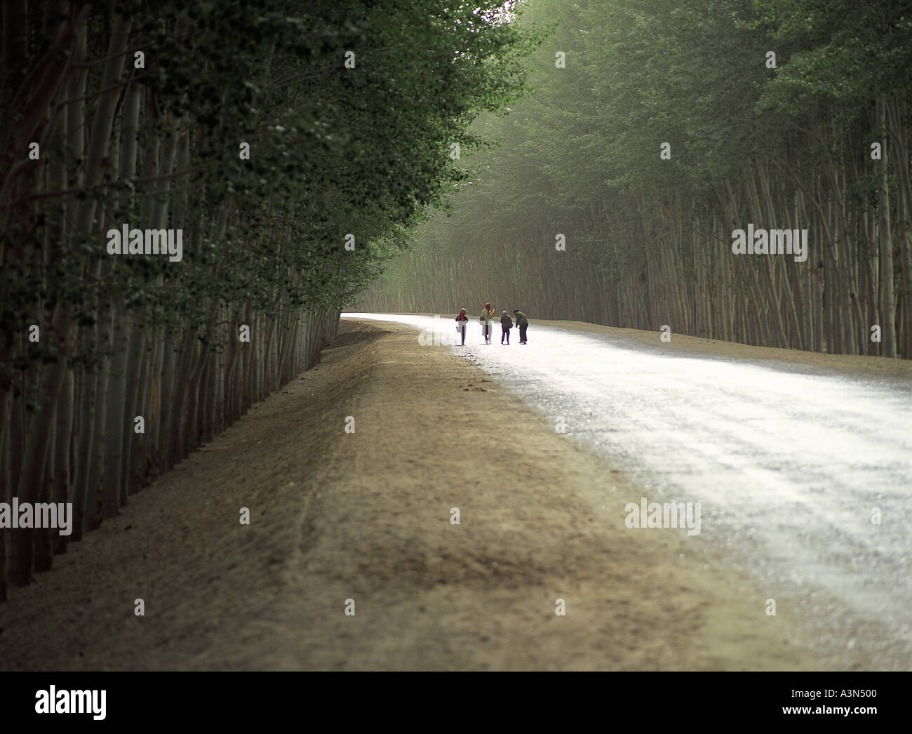 Road Path Trees Forests Stock Photo - Alamy