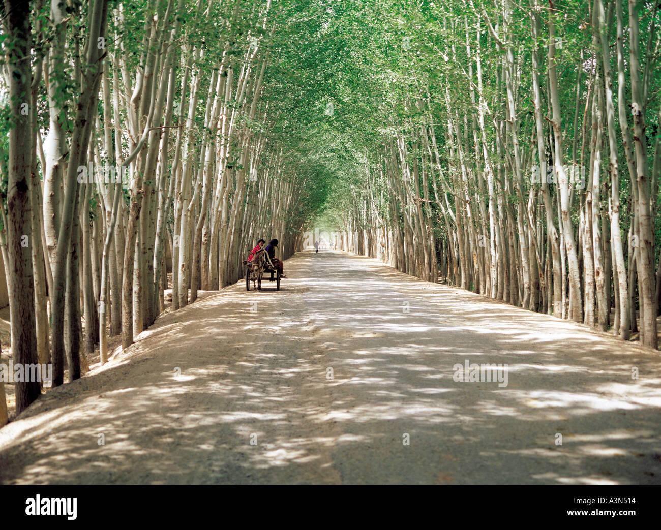 Transportation Trees Path Stock Photo - Alamy