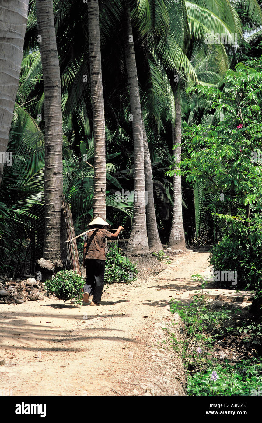 Trees Path Palm Trees Stock Photo - Alamy