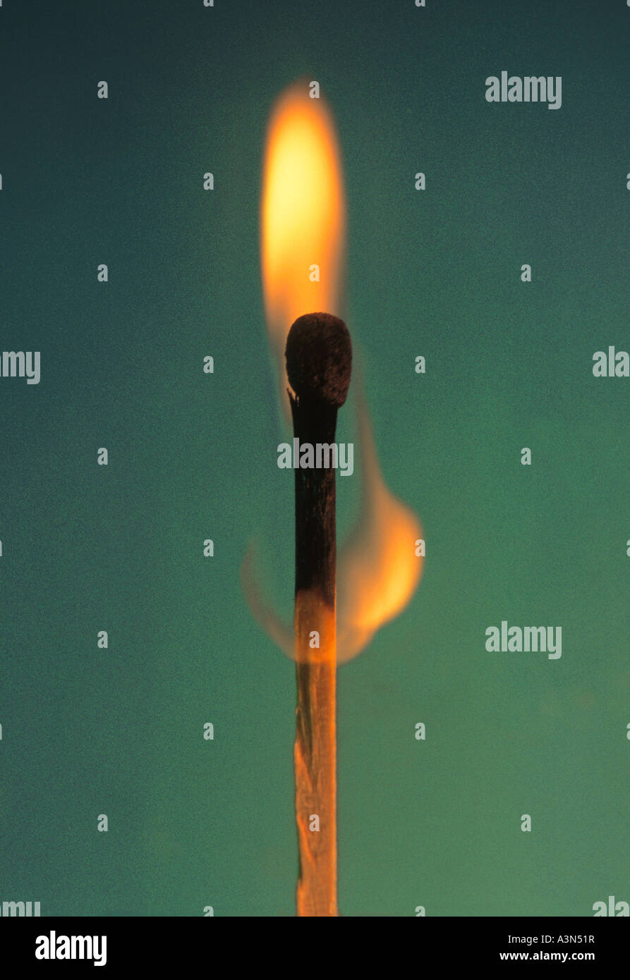 One single isolated wood matchstick lit and burning against a green ...