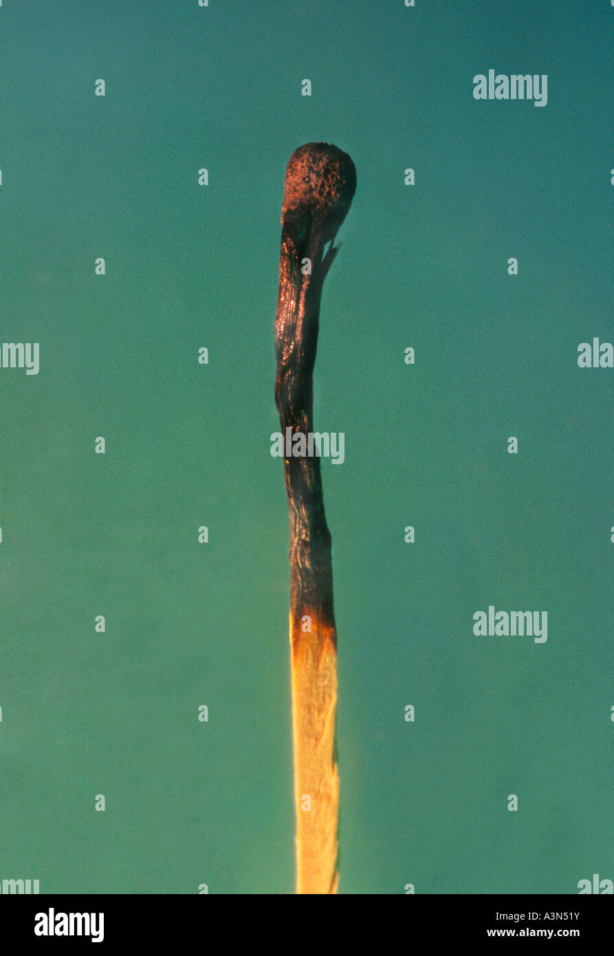 Burnt out wood matchstick. Single matchstick with no flame or fire ...