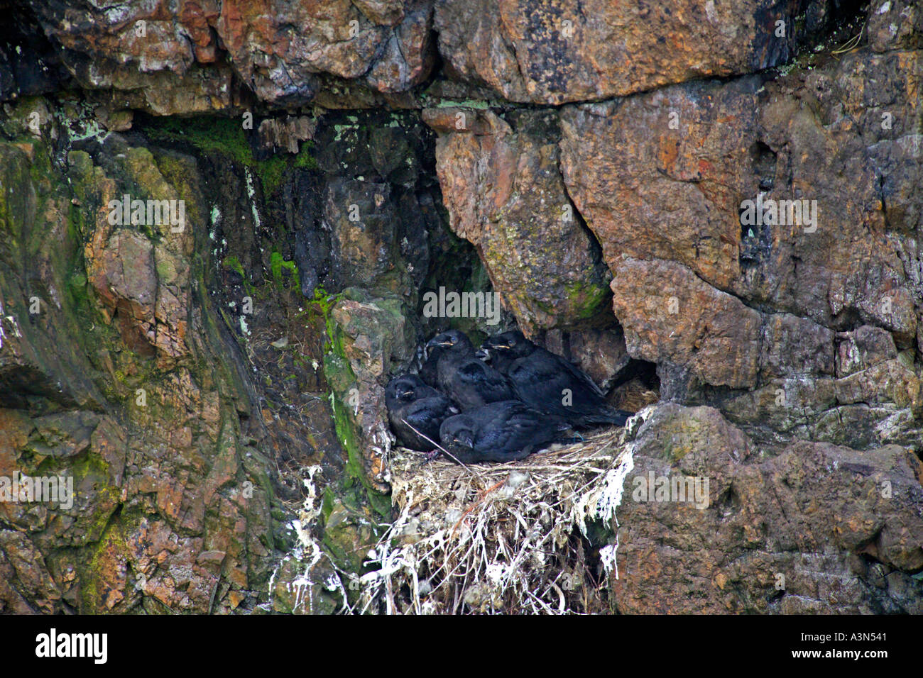 Raven chicks on cliff nest Shetland scotland UK June Stock Photo - Alamy