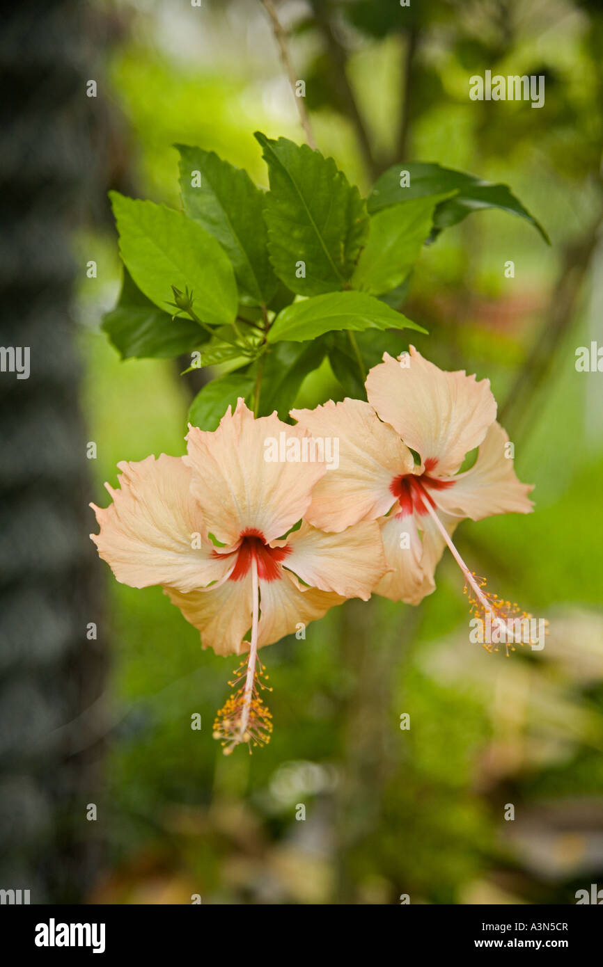 Hibiscus Moorea French Polynesia Stock Photo - Alamy