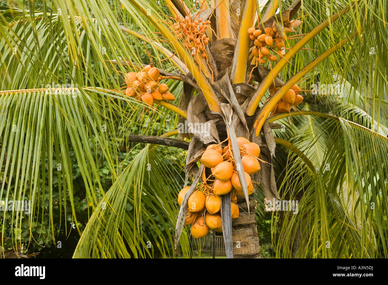 Coconut palm tree Stock Photo - Alamy