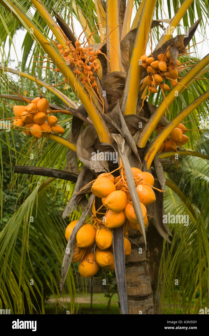 Coconut palm tree Stock Photo - Alamy