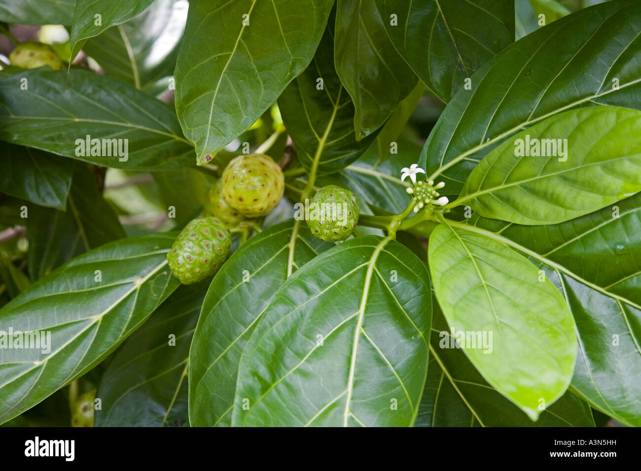 Noni plant Moorea French Polynesia Stock Photo - Alamy