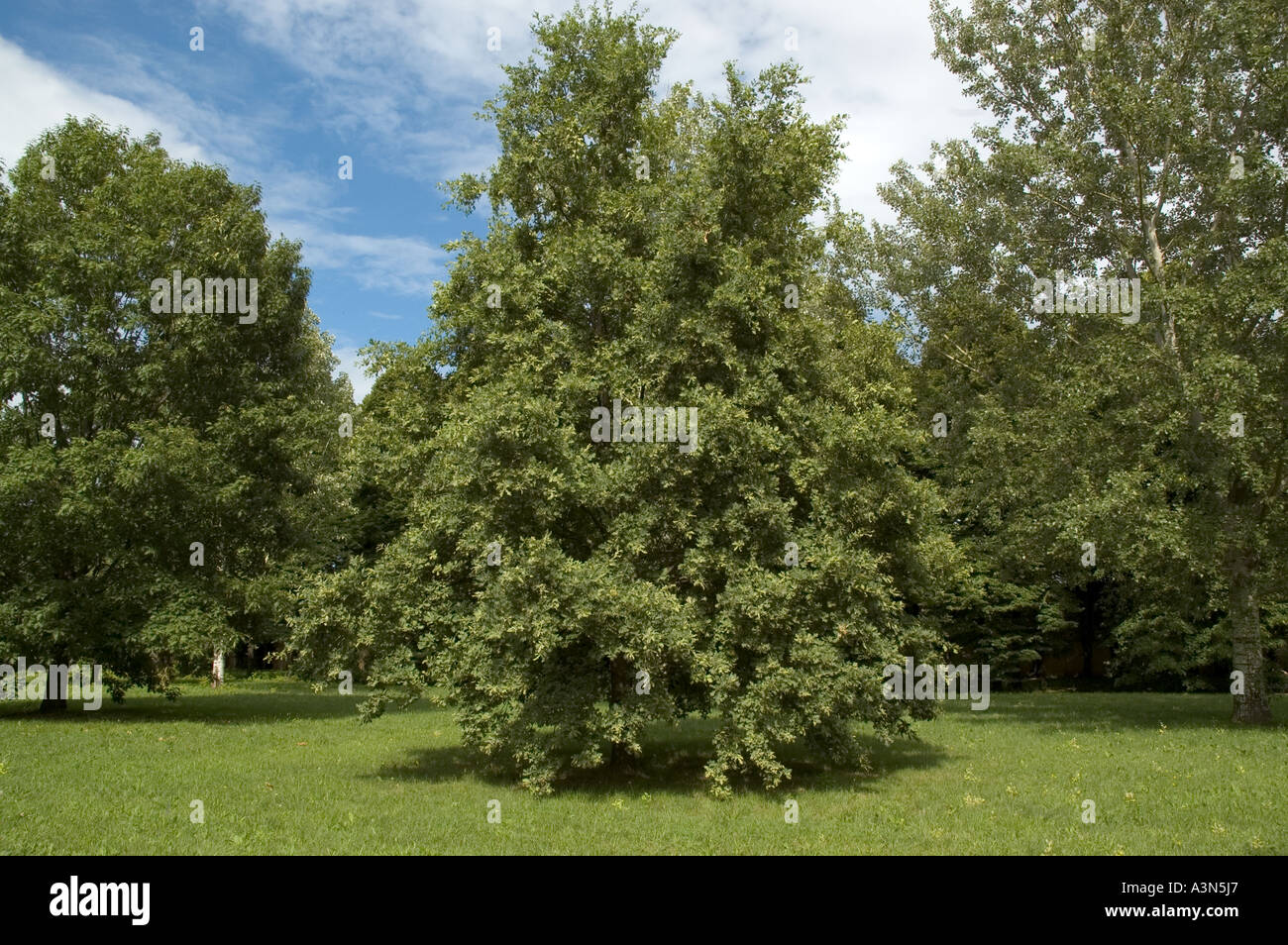 Quercus fagaceae hi-res stock photography and images - Alamy