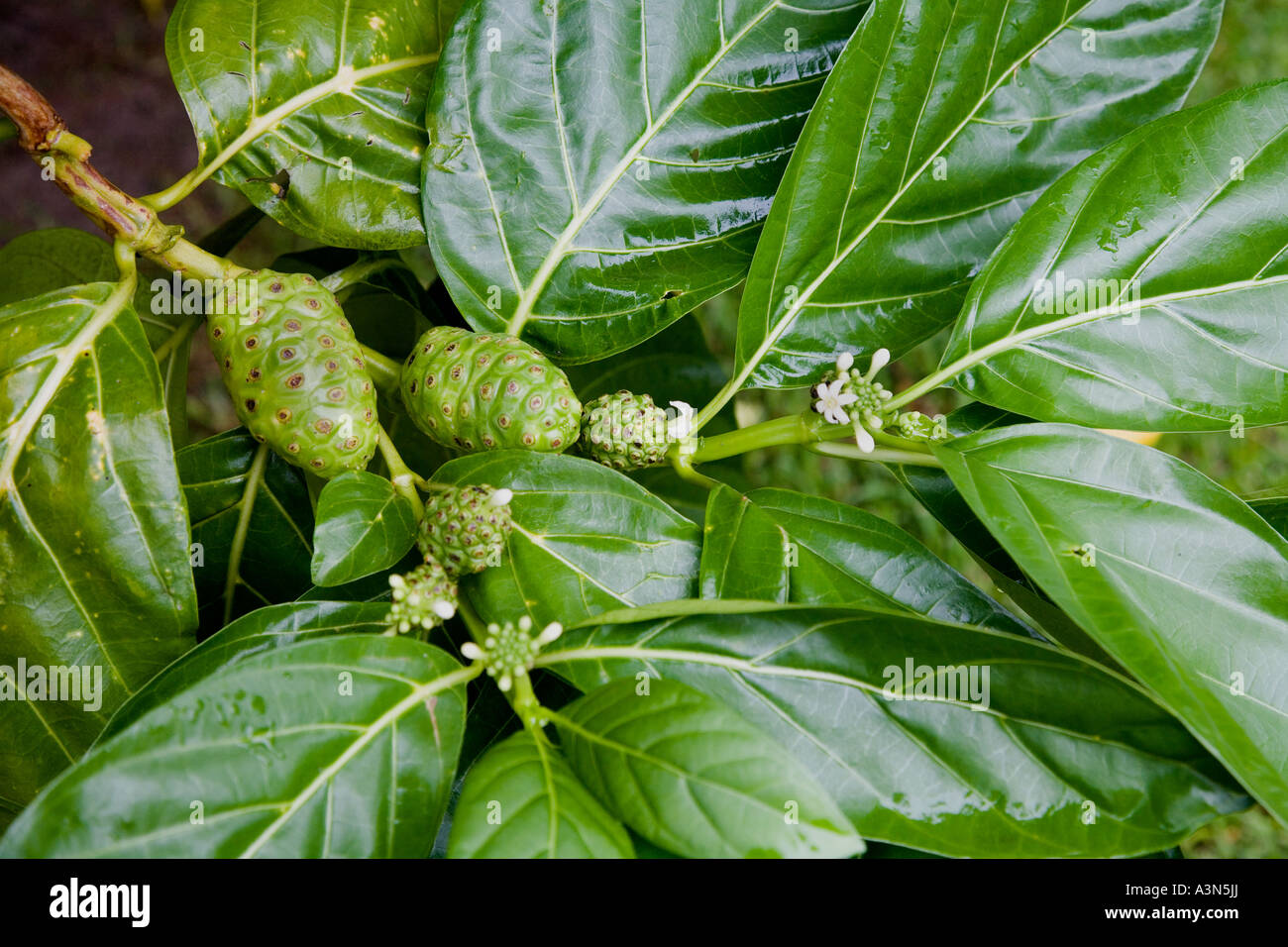 Noni plant Moorea French Polynesia Stock Photo - Alamy