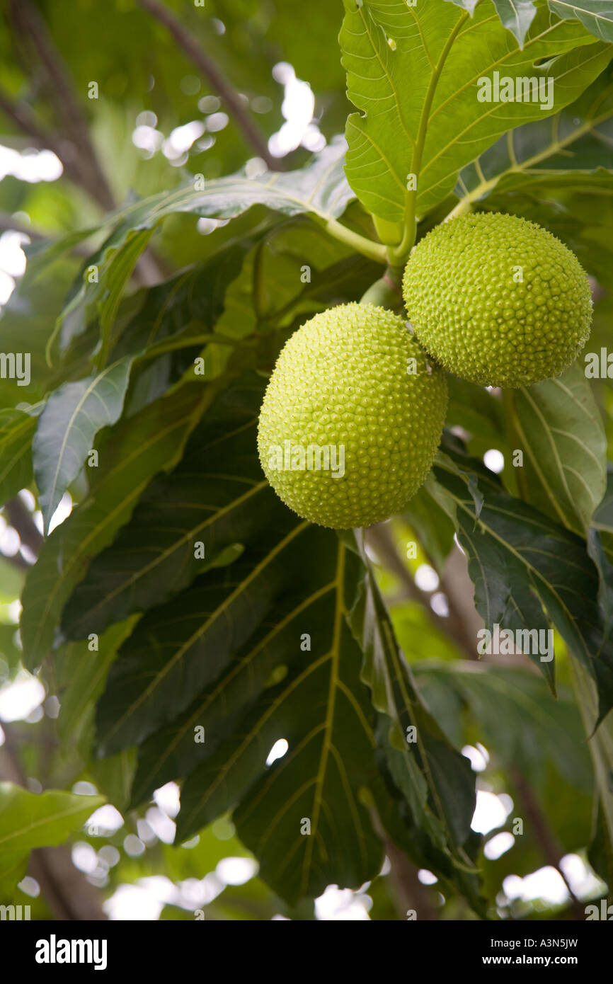 Breadfruit tree Moorea French Polynesia Stock Photo - Alamy
