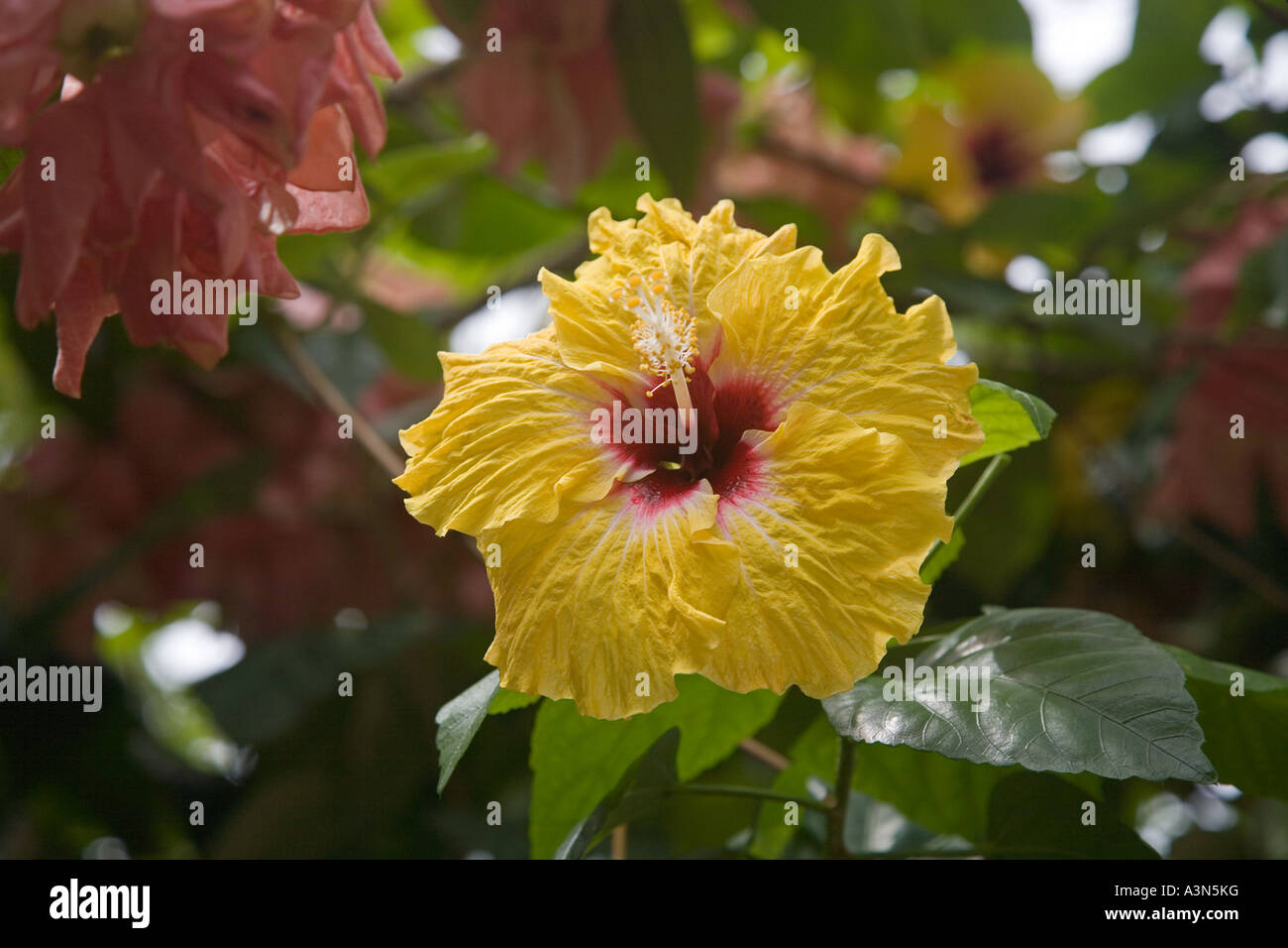 Hibiscus Moorea French Polynesia Stock Photo - Alamy