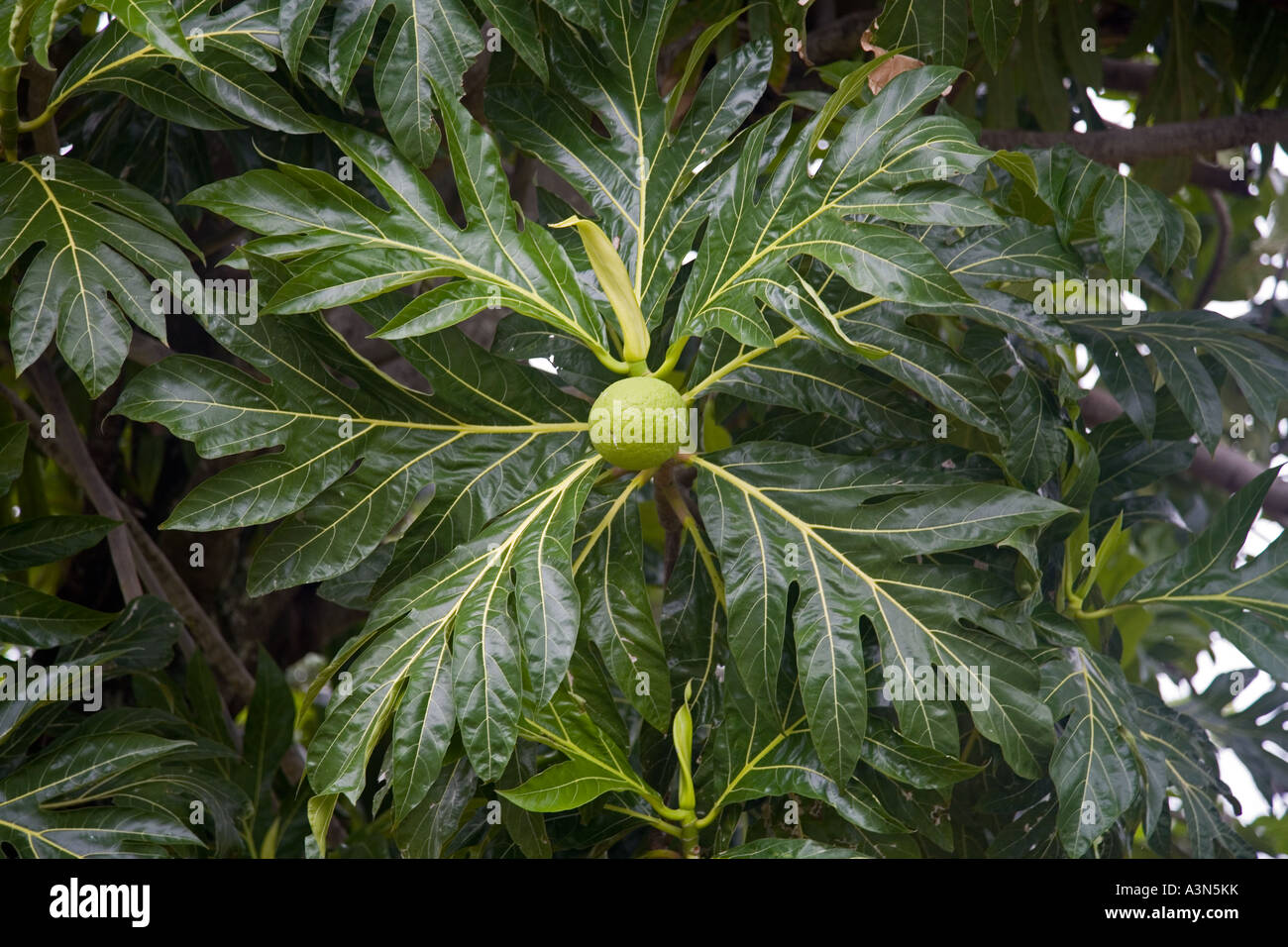 Breadfruit tree Moorea French Polynesia Stock Photo - Alamy