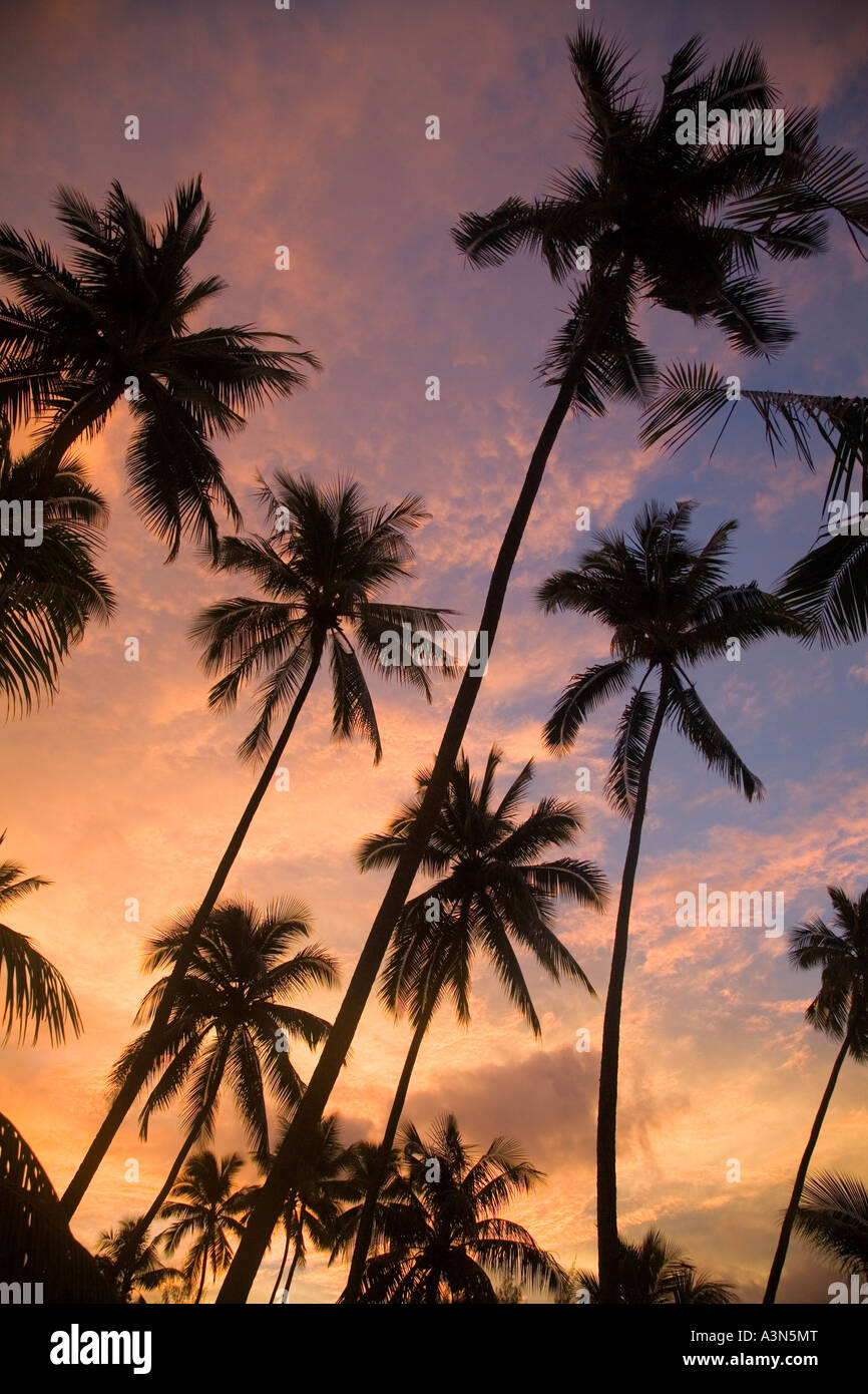 Sunset with palm trees Stock Photo - Alamy